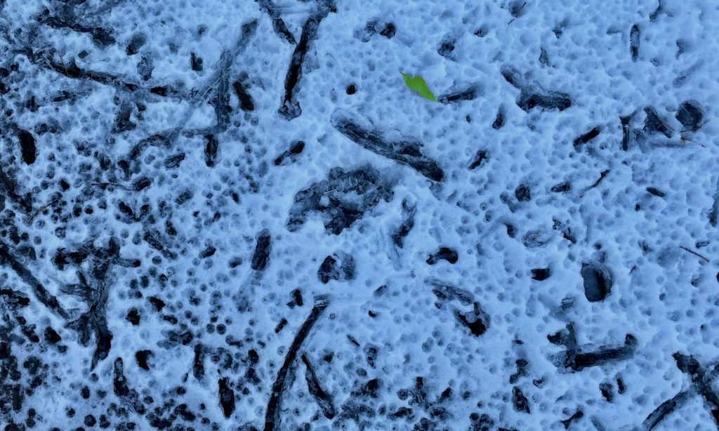 Alpha Reticuli – The Brightest Star of the Net